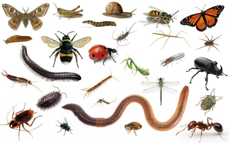 Find That Bug Quiz By Robpro